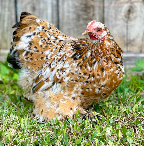 Calico Bantam Cochin Pullets | SeaBreeze Hens
