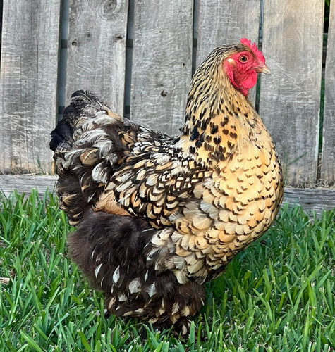 Gold Laced Cochin Pullets | SeaBreeze Hens