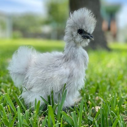 DNA Tested Bantam Bearded Silkie Pullet Chicks | SeaBreeze Hens
