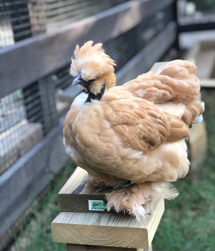 Satin Showgirls - SeaBreeze Exclusive Buff Straight Run | SeaBreeze Hens