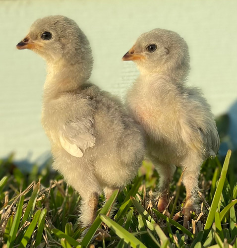 Lavendar Olive Egger - Straight Run | SeaBreeze Hens