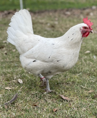 Austrawhite Pullets | SeaBreeze Hens