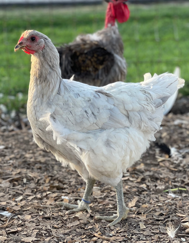 Splash Australorp Pullets | SeaBreeze Hens