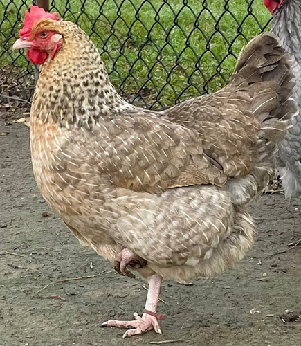 Crele Penedesenca Pullet | SeaBreeze Hens