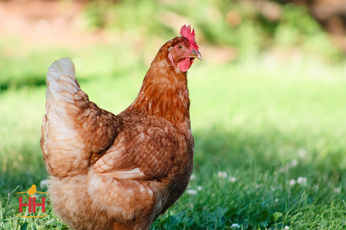 ISA Brown Pullets | SeaBreeze Hens