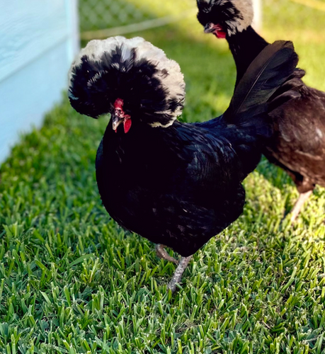 White Crested Black Polish Pullets | SeaBreeze Hens