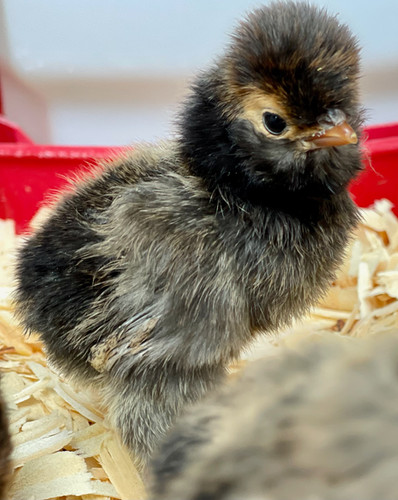 Gold Laced Polish Chicks - Pullets | SeaBreeze Hens