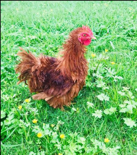 Frizzle Red Bantam Cochin Chicks - Straight Run | SeaBreeze Hens