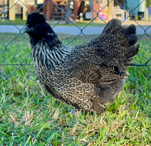 Silchin Pullet 050522-01 | SeaBreeze Hens