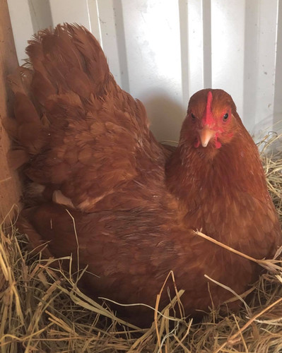 Red Bantam Cochin Chicks - Straight Run | SeaBreeze Hens