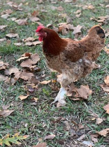 French Wheaton Maran Pullets | SeaBreeze Hens