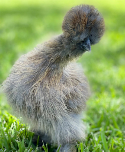 Partridge Bearded Bantam Silkie Straight Run Chicks | SeaBreeze Hens