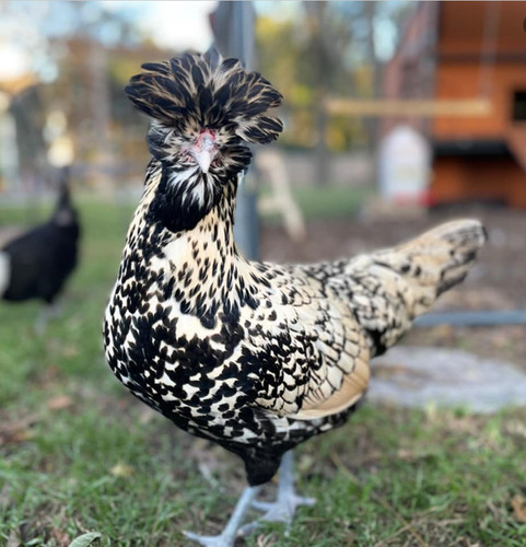 Cream Brabanter Pullets | SeaBreeze Hens