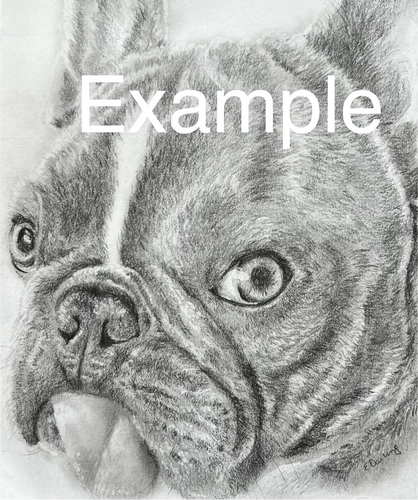 Unique, hand-drawn portrait of your pet | Catchlight Sketches