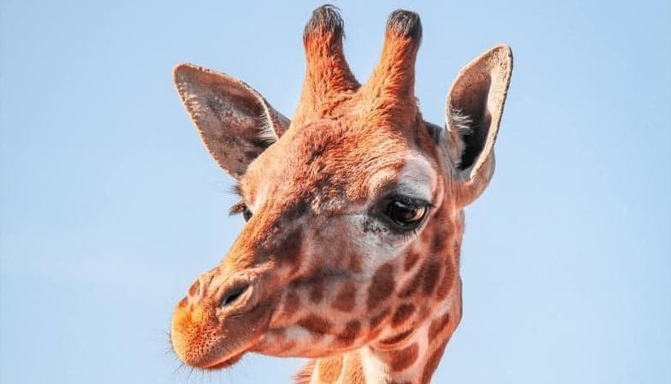 Texas cold snap kills a young giraffe at The Exotic Resort Zoo