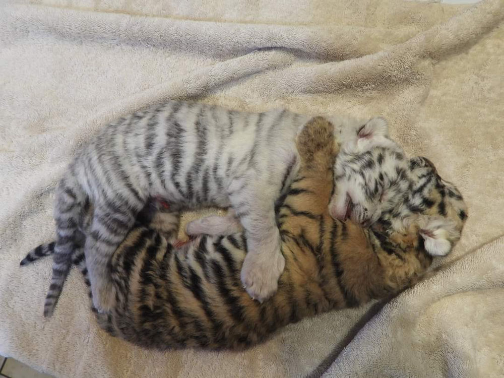 Sham sanctuary re-breeds inbred white tiger after she delivers ...