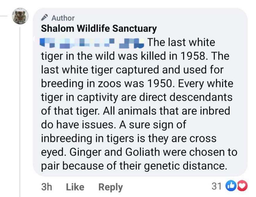 Sham sanctuary re-breeds inbred white tiger after she delivers ...