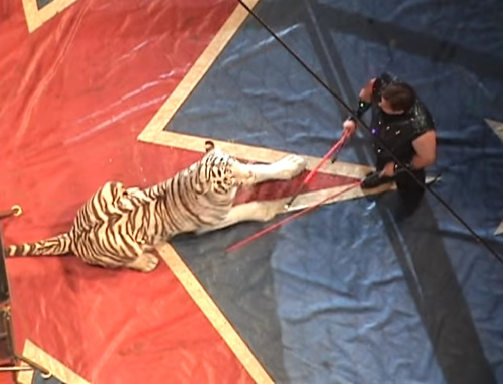 Feds cite Adam Burck again; Royal Bengal Tigers living in travel cages ...