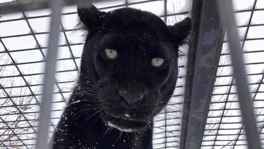 Disappearance at DeYoung Zoo: Where are the 12 missing animals?