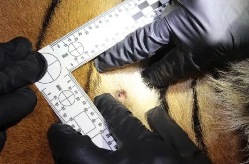 Report shows aftermath of Naples Zoo tiger mauling