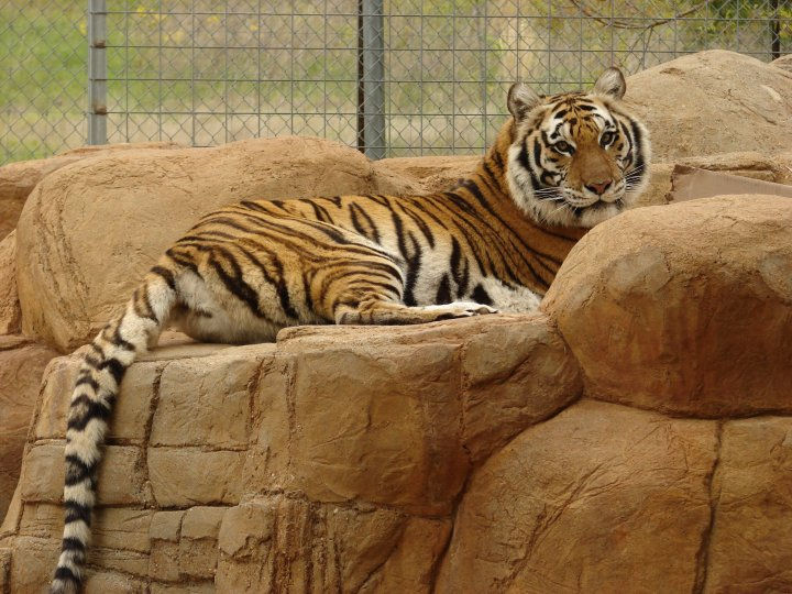 Dying tiger used as photo op at Tiger Creek Sanctuary - Tyler, TX