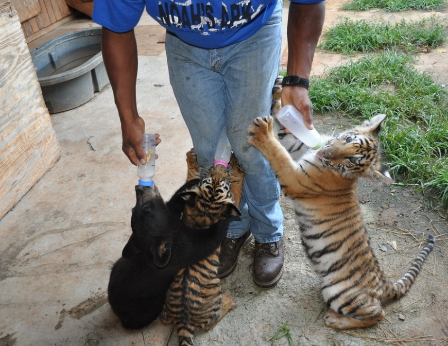 Videos show Allison Hedgecoth putting animals at risk at Noah's Ark ...