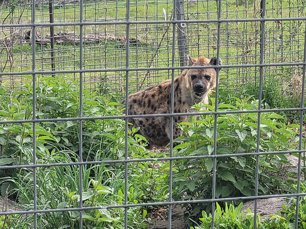What should you do when you visit a roadside zoo?