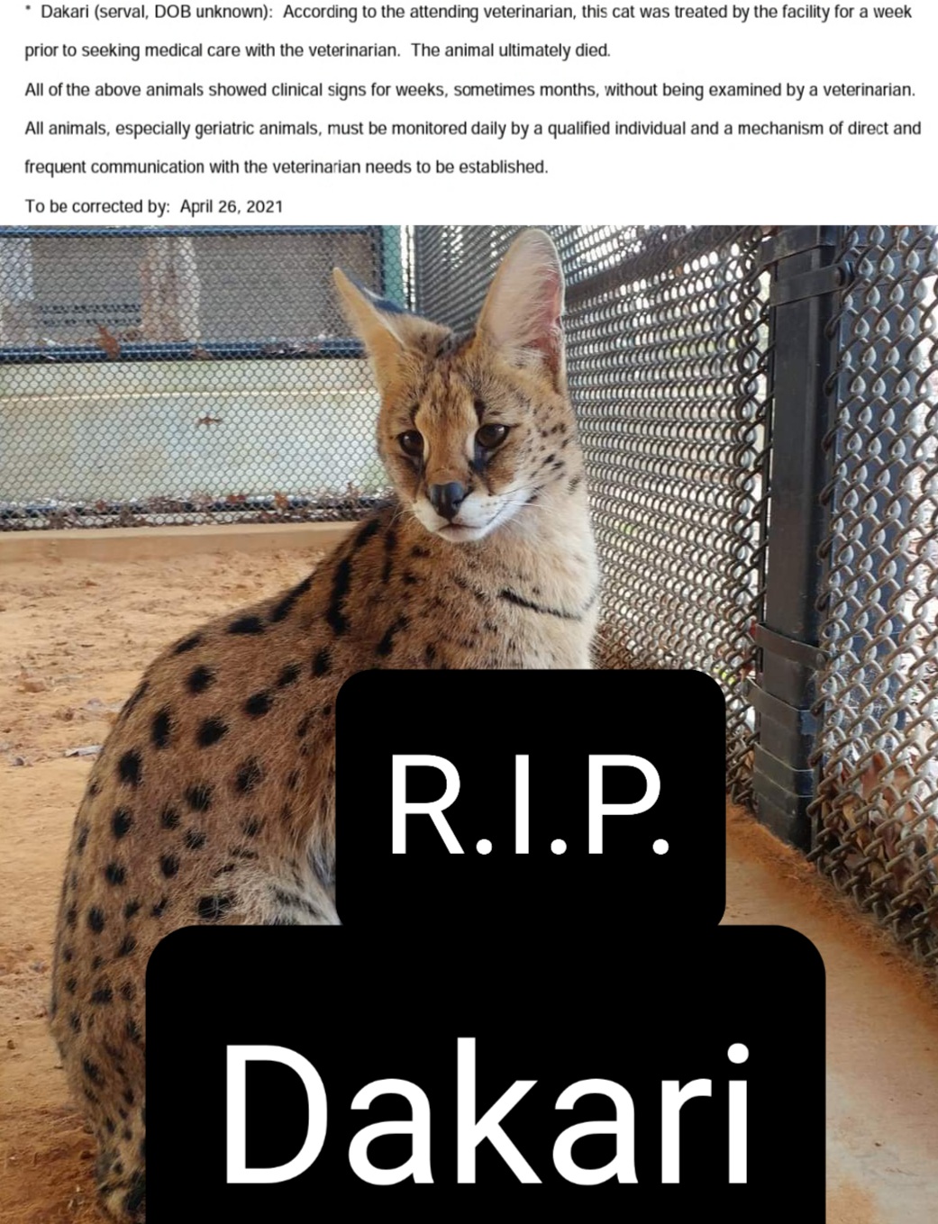 Remembering the 11 animals that sacrificed their life at Tiger Creek ...