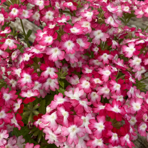 Verbena Obsession Twister Red | Seed Farm Shop