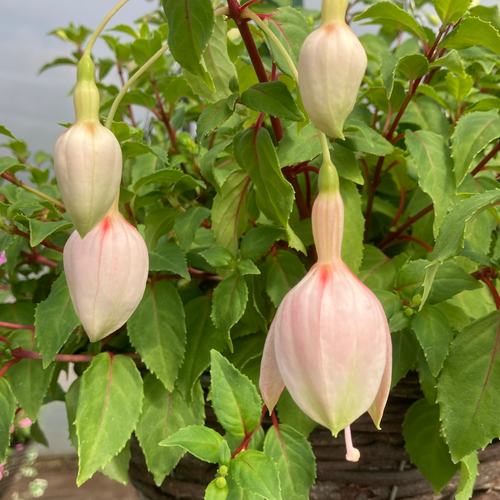 Fuchsia Annabelle | Seed Farm Shop