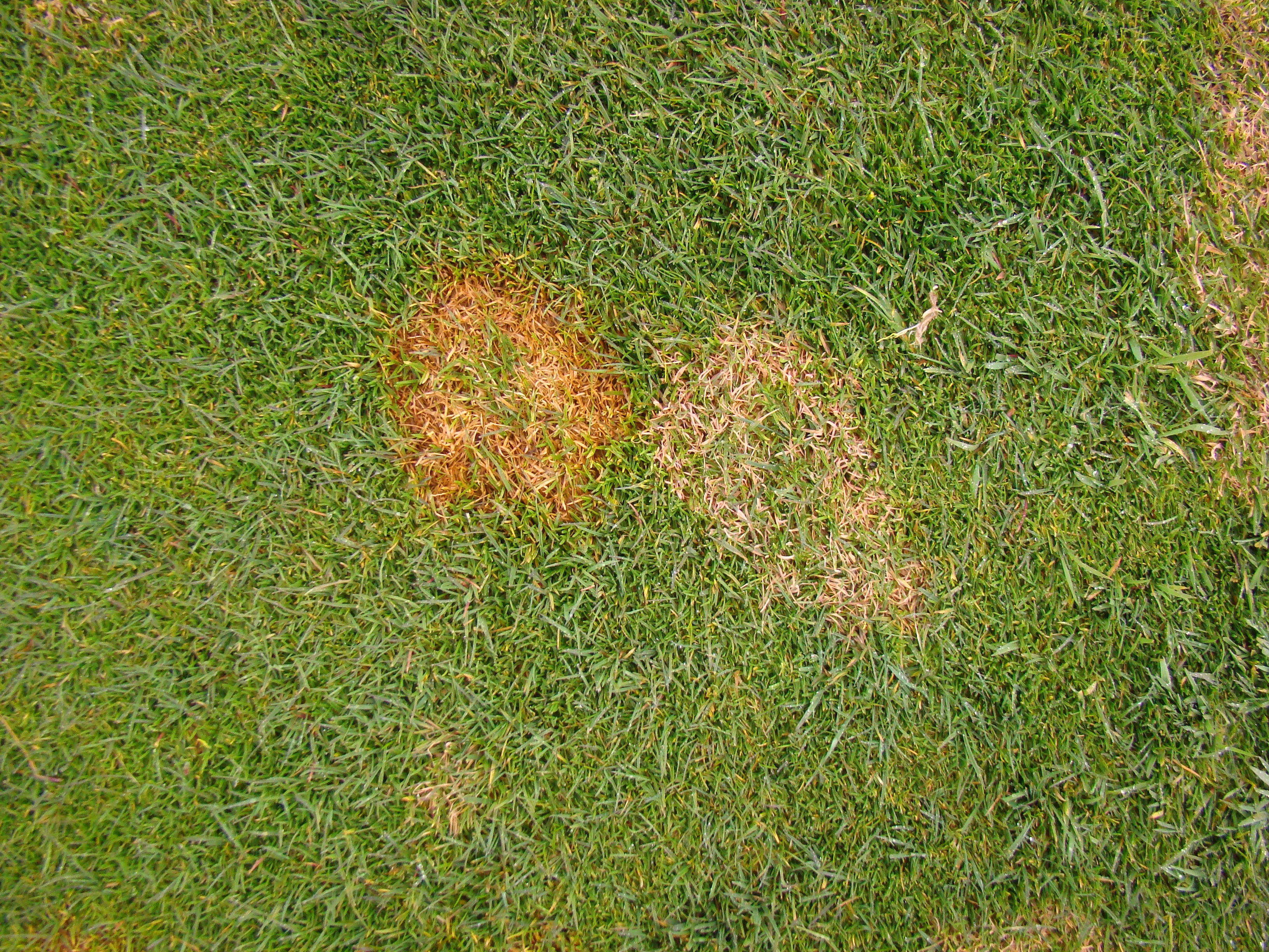 Microdochium Patch | Belchim Turf Canada