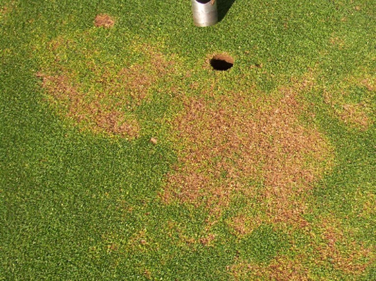Anthracnose | Belchim Turf Canada