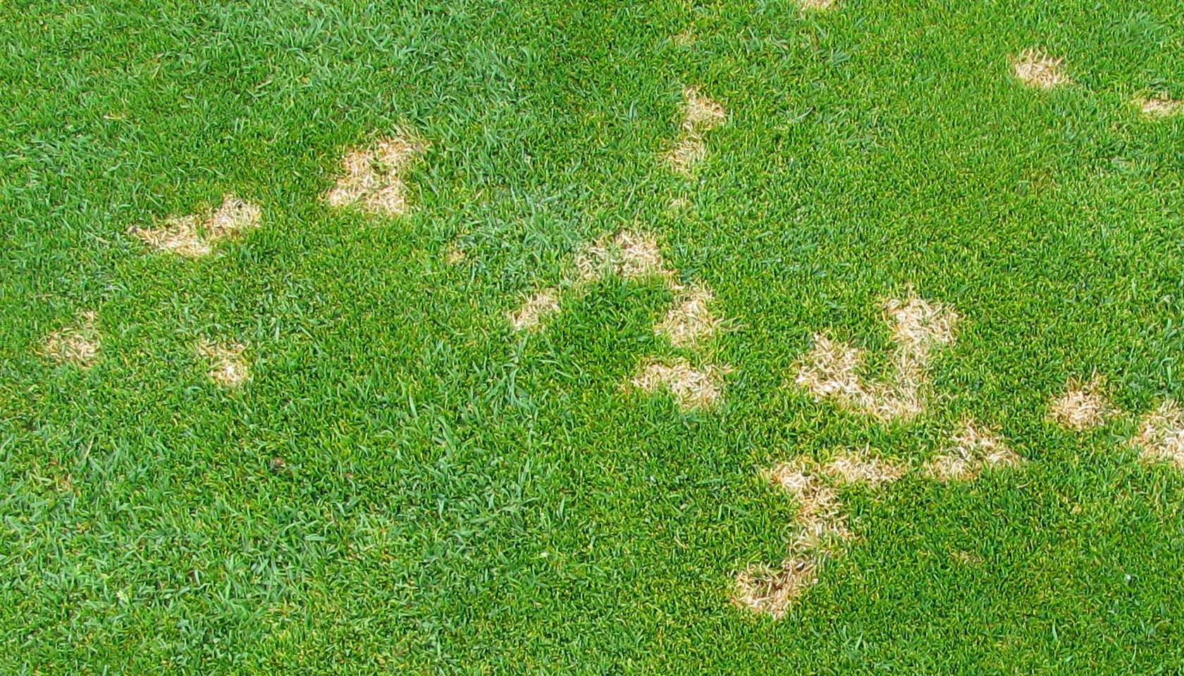 Dollar Spot | Belchim Turf Canada