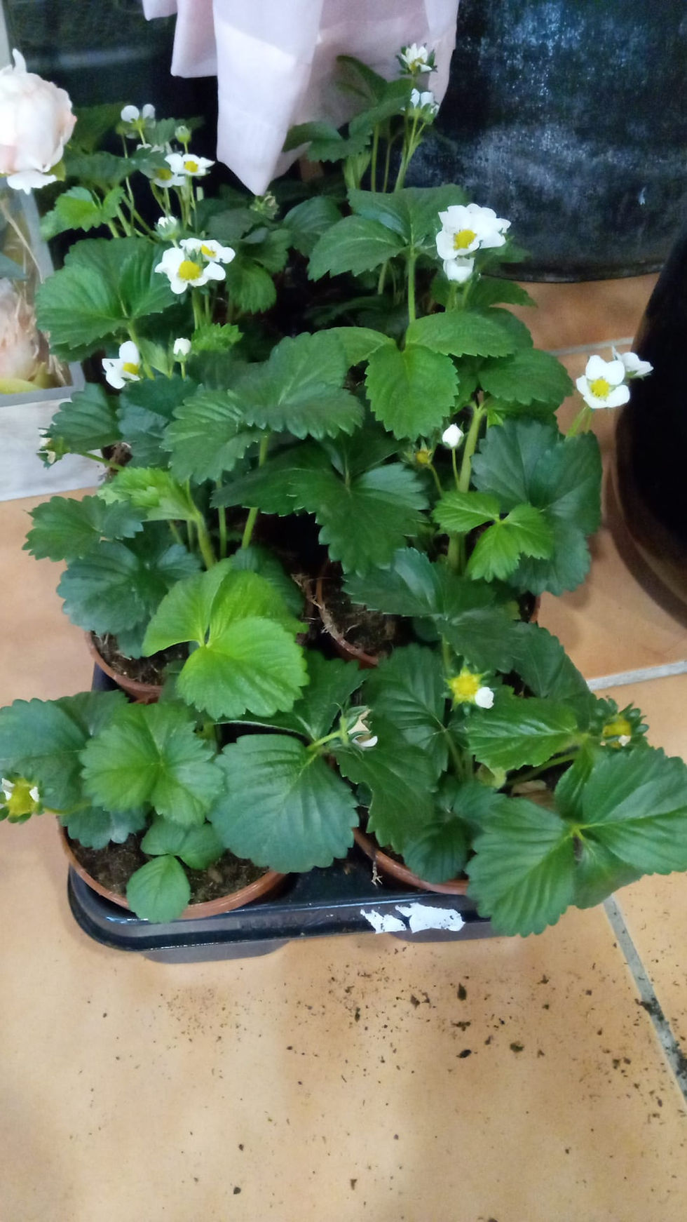 Planta de fresa | BAPALO GARDEN