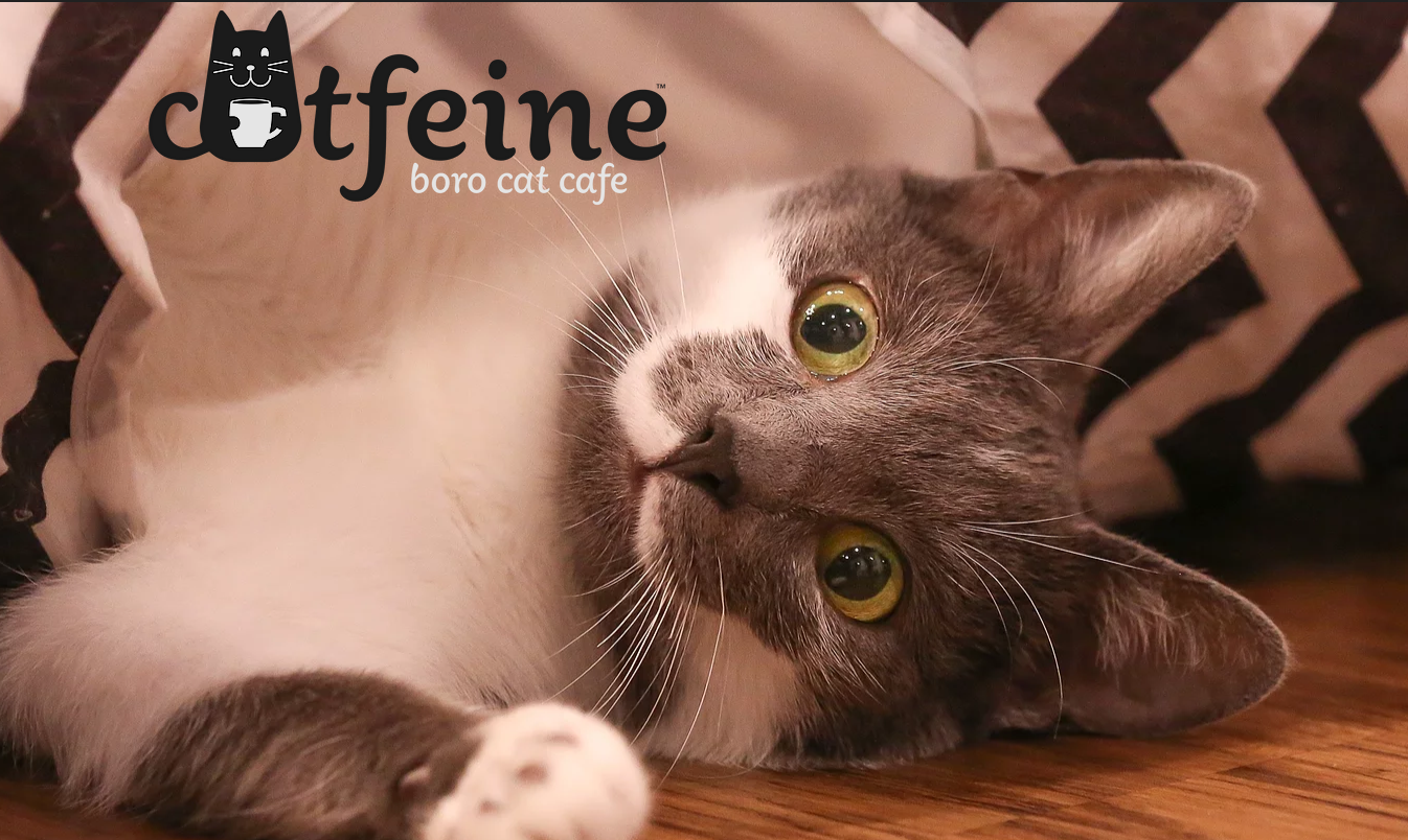 BOOK | Catfeine