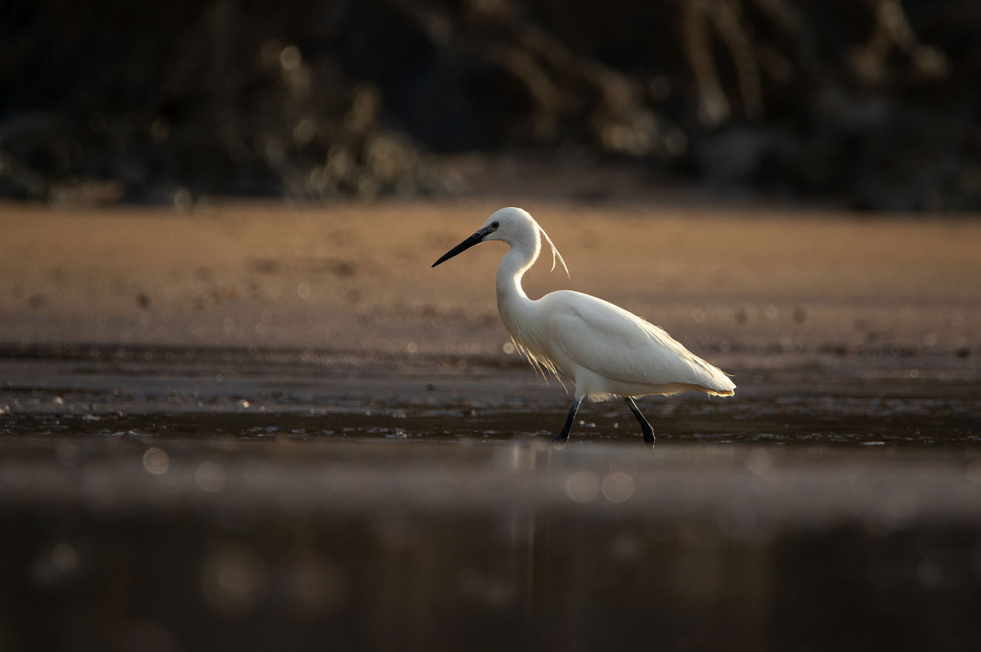 WILDLIFE GALLERY by Andrew Hocking