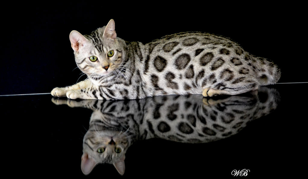 CosmicBengal- Florida's Bengal Breeder, Show and Pet Quality Bengals