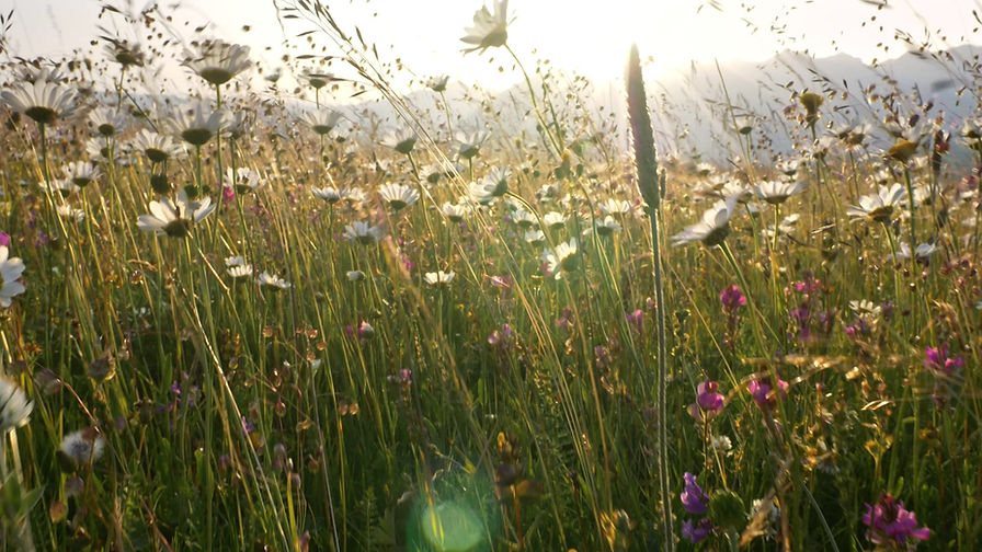 Wild Integrative Medicine | Naturopathic Doctor