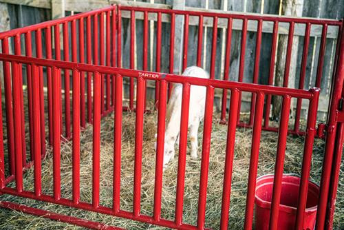 VERTICAL BAR SMALL ANIMAL PANEL | My Site