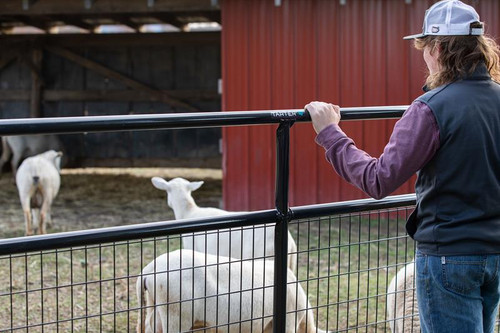 WATCHMAN WIRE MESH GATE | My Site