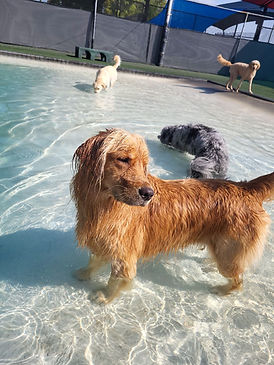 Bay Paws Pet Resort | Clearwater, FL
