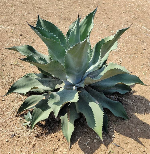 agave salmiana v.ferox"Mr.Ripple" | Agaves Life