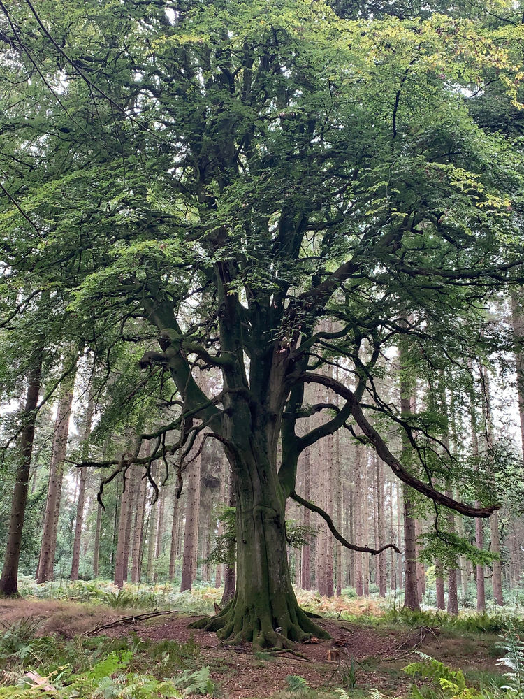 UK: Apparitions and Alchemists, Just Another Walk in the Wiltshire Woods