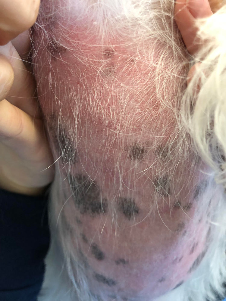 La dermatite atopica canina