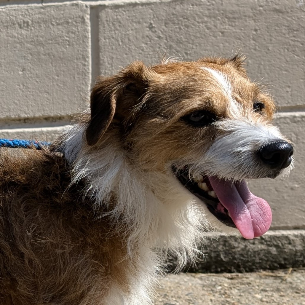 Dogs Available for Adoption