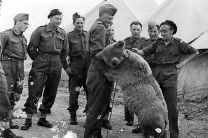 The Incredible Story Of Wojtek The Bear