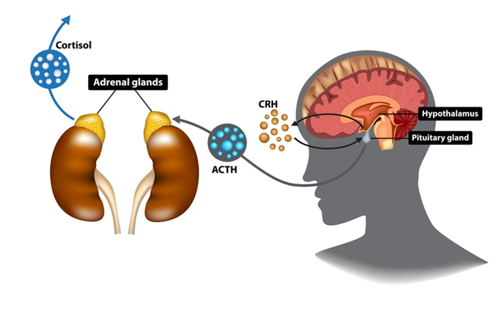 Neurovascular-Endocrine Dysfunction as a Core Axis in POTS, Long COVID ...