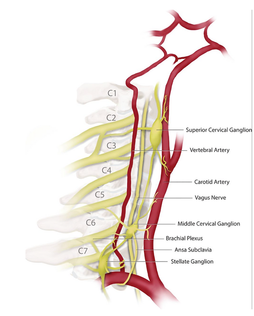 Internal Jugular Vein Dysfunction- Jugular Outlet Syndrome, Internal ...