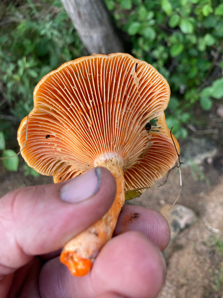 Lactarius Genus aka the "Milkcaps"