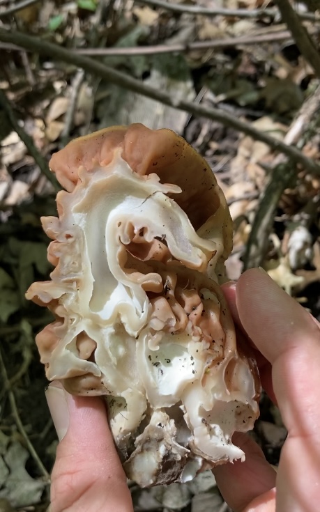 False Morels Demystified